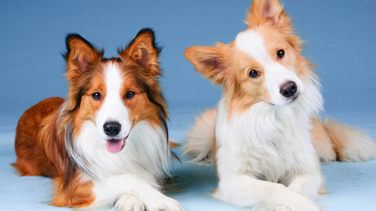 15 Smartest Animals on Earth - This Mom is on Fire